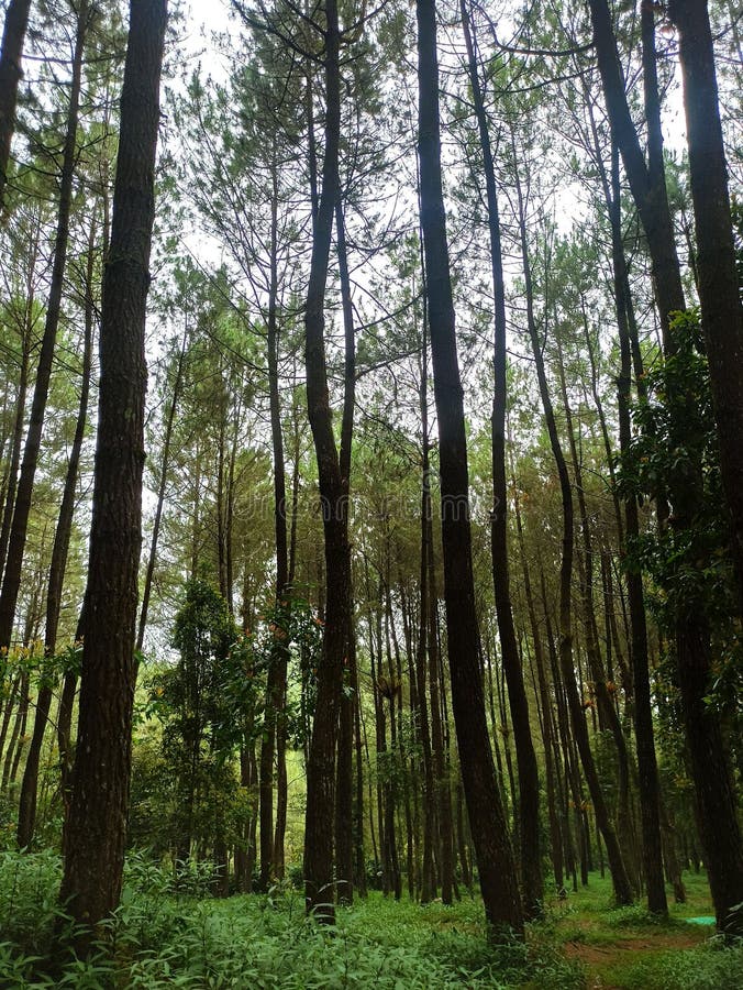 Pine Forest in Yogyakarta stock image. Image of good - 288374807