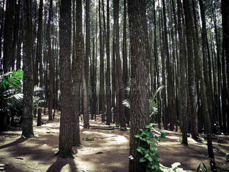 Pine Forest, Yogyakarta, Indonesia Stock Image - Image of yogyakarta ...