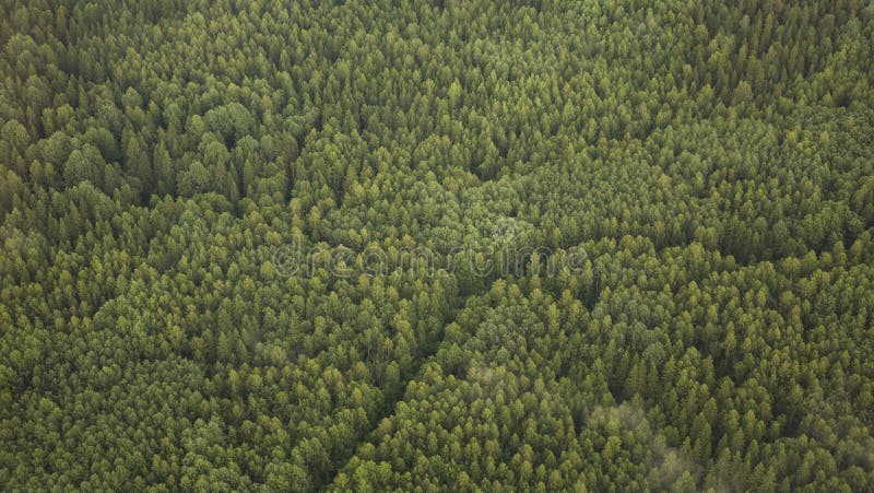 Pine Forests from a Bird`s Eye View Stock Photo - Image of taiga ...
