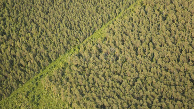 Pine Forests from a Bird`s Eye View Stock Image - Image of morning ...