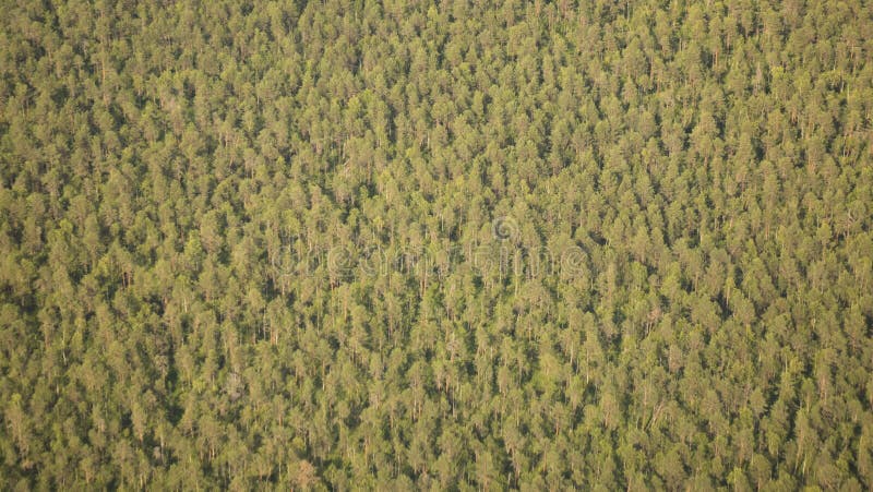 Pine Forests from a Bird`s Eye View Stock Image - Image of delta ...