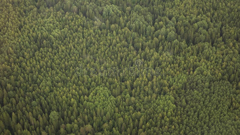 Pine Forests from a Bird`s Eye View Stock Photo - Image of swamp, drone ...