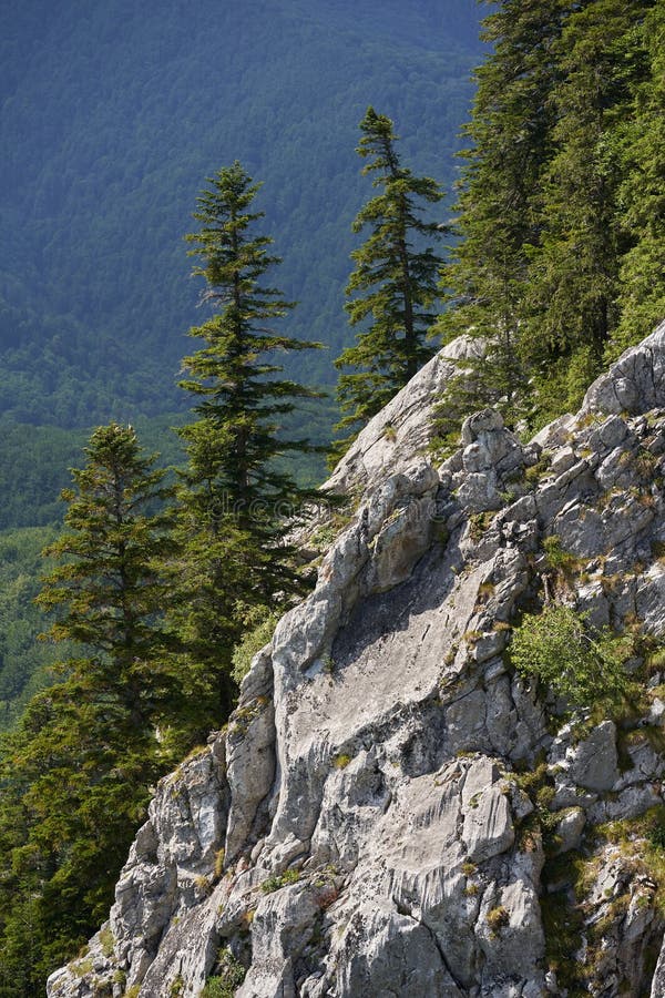 Pine Forests on a Cliff in the Mountains Stock Photo - Image of ...