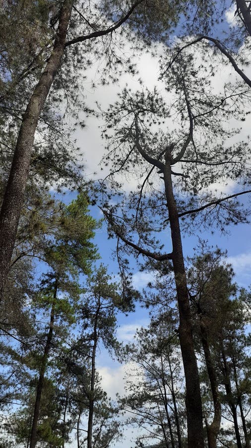 Pine forests at malino stock image. Image of tree, sunlight - 264976593