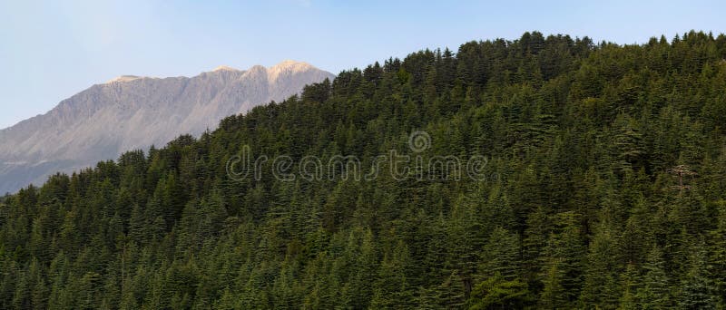 Pine Forests in the Mountains in Antalya, Turkey. Cedar Forest Stock ...