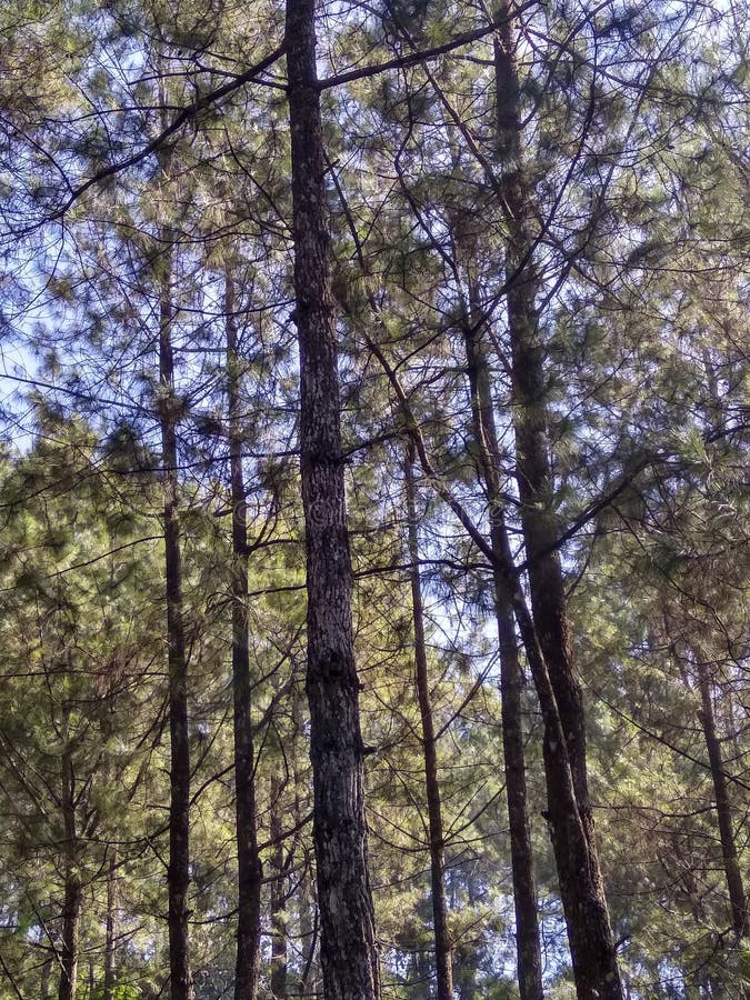Pine forests stock image. Image of trail, branch, tree - 287157529
