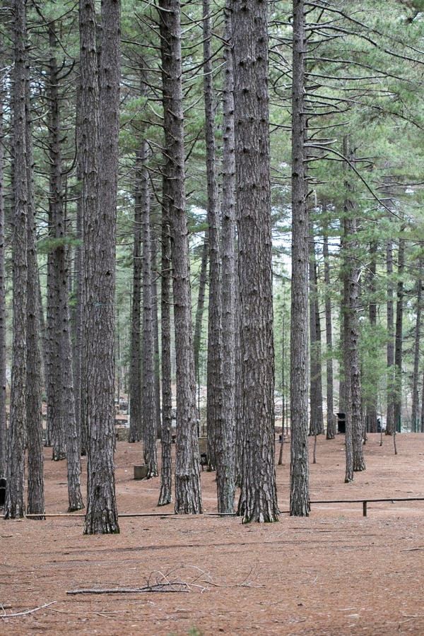 Pine Forests in Portrait Layout Stock Photo - Image of green, bark ...