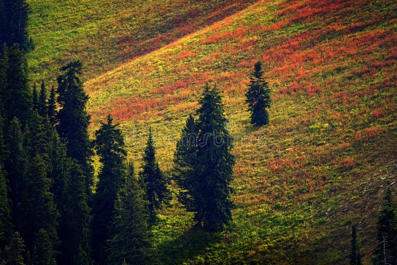 Pine Forrest Alpine High Altitude with Red Grass Stock Photo - Image of ...