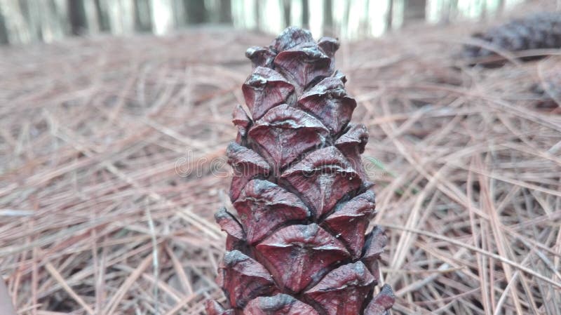 Pine fruit, stock image. Image of bintang, fruit, bandung - 108733937