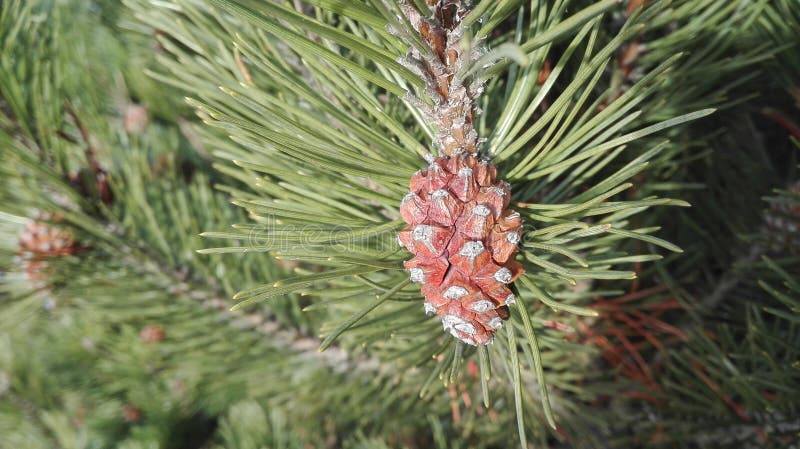 The pine fruit stock image. Image of growing, evergreen - 85847985