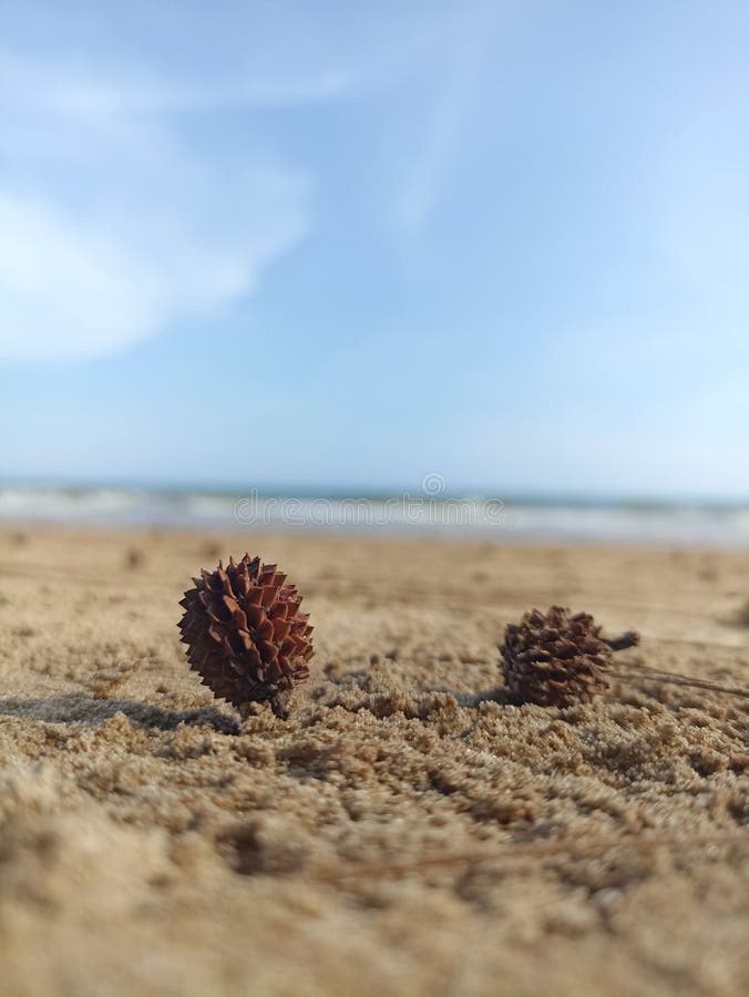 Pine& X27; Fruit on Sand Alt Beach Stock Image - Image of sand, pine ...