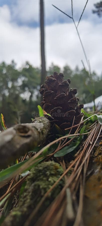 Pine Fruit at Wooden Forest at Sunny Day Stock Photo - Image of sunny ...