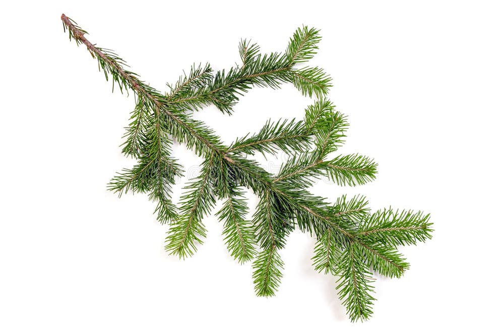 Pine fur tree branch stock photo. Image of decor, tradition - 11976622