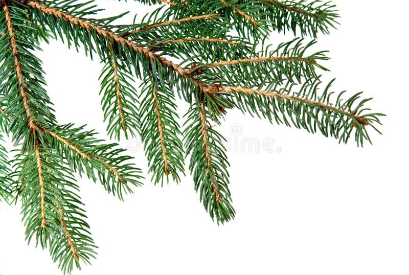 Pine fur tree branch stock photo. Image of nature, pine - 9679664