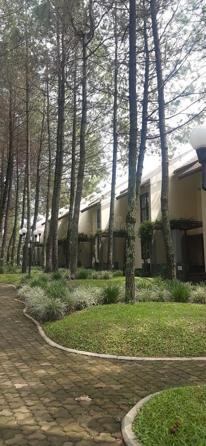 Pine garden stock photo. Image of tree, building, regency - 200198474