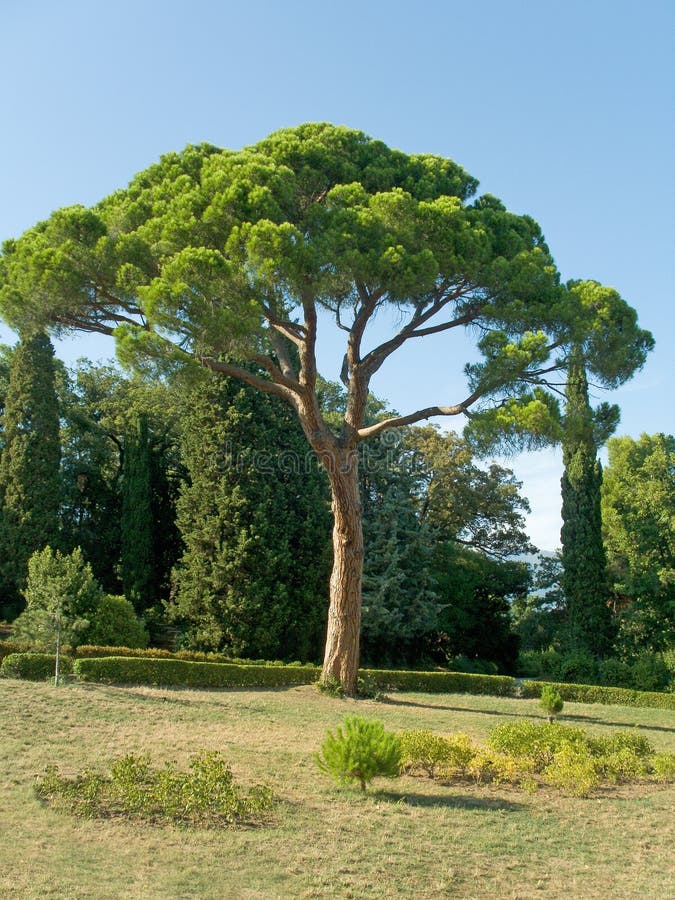 Pine and grass in park stock photo. Image of trees, nature - 1285204