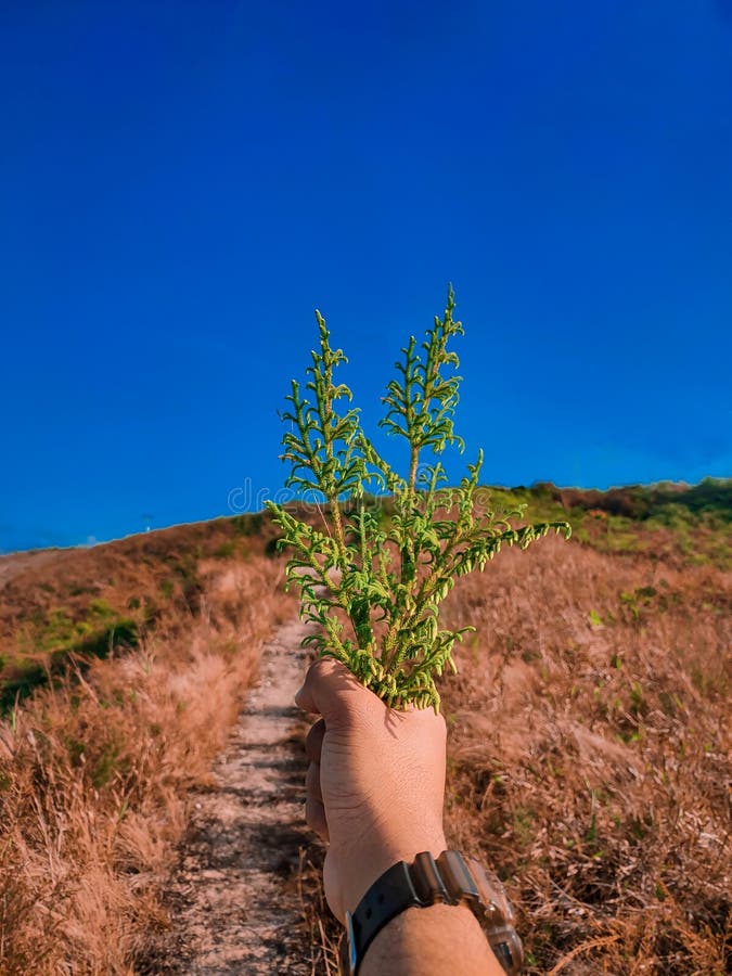 Pine grass sky stock image. Image of green, pine, blue - 202622745