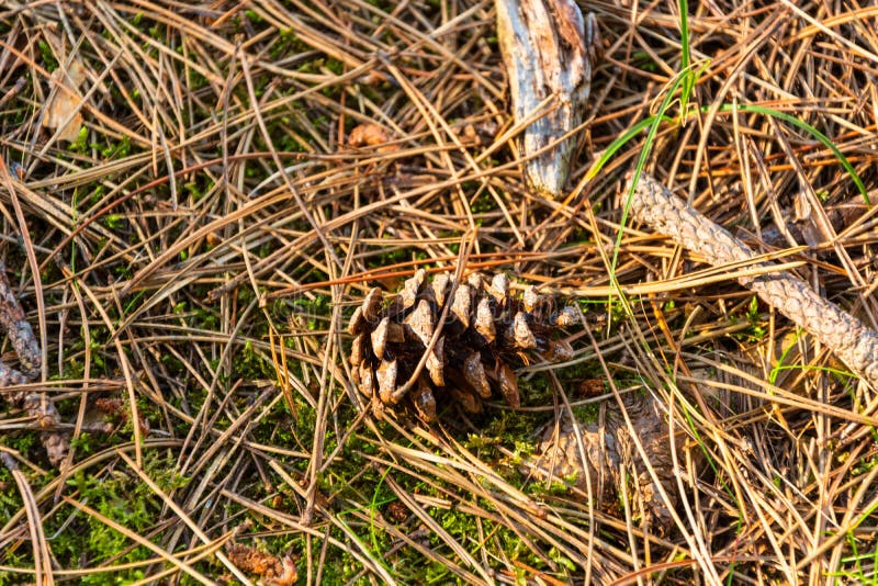 Pine on Grass Summer Time Day Stock Photo - Image of fall, agriculture ...