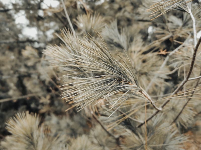 Pine with Green Soft Thorns. Stock Photo - Image of blossom, tree ...