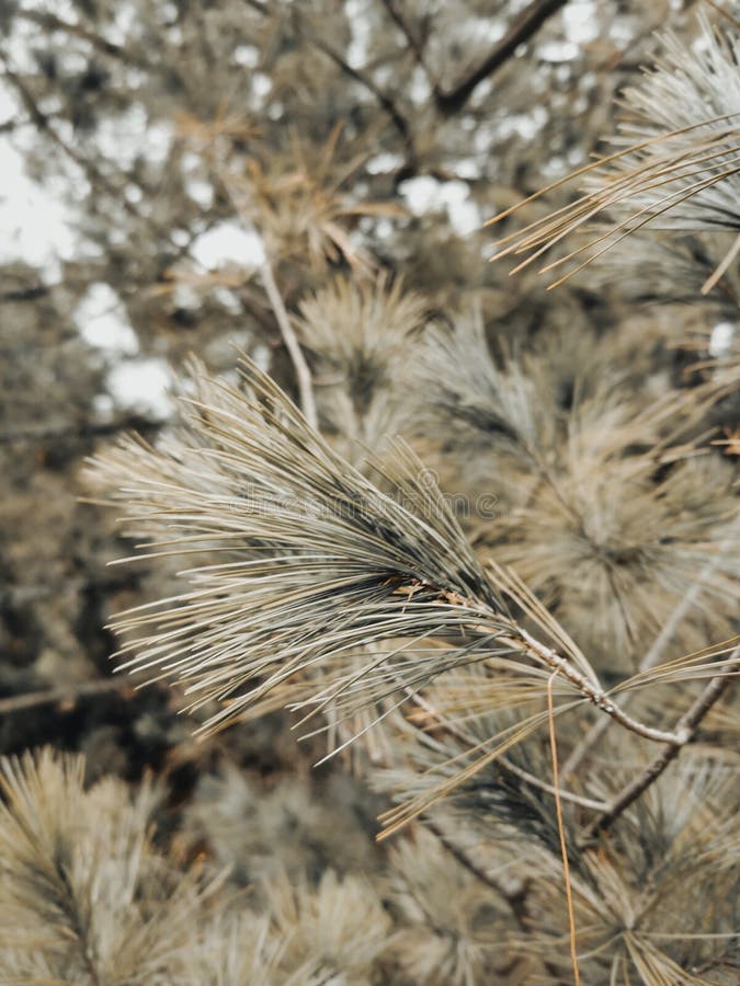 Pine with Green Soft Thorns. Stock Photo - Image of plant, branch ...