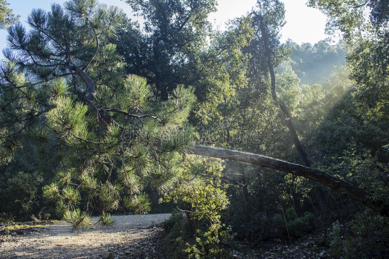 Pine almost on the Ground with Sun Rays at Sunrise Stock Photo - Image ...