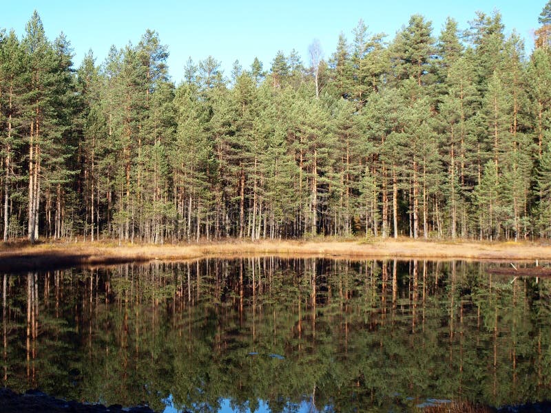 Pine grove stock photo. Image of pine, twig, swamp, marsh - 18256604