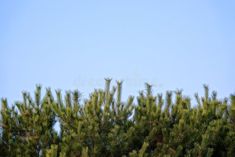 Pine grove stock photo. Image of pinetum, blue, pinery - 270014500