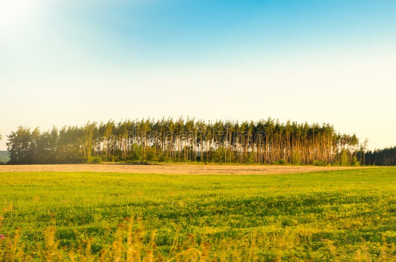 Pine grove stock photo. Image of landscape, scenery - 112377588