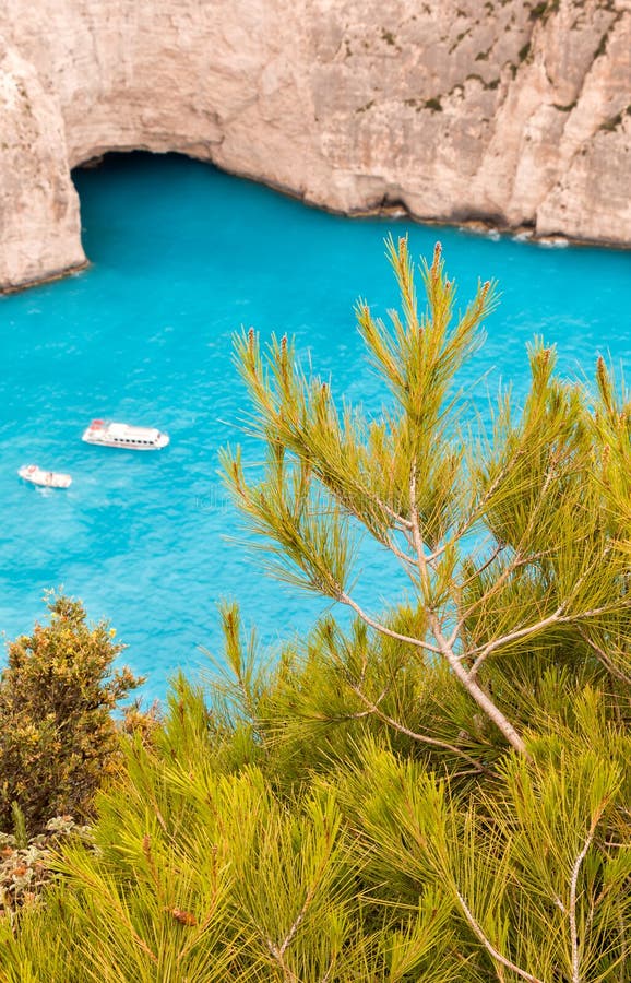 Pine growing at the shore stock image. Image of zakynthos - 42440533