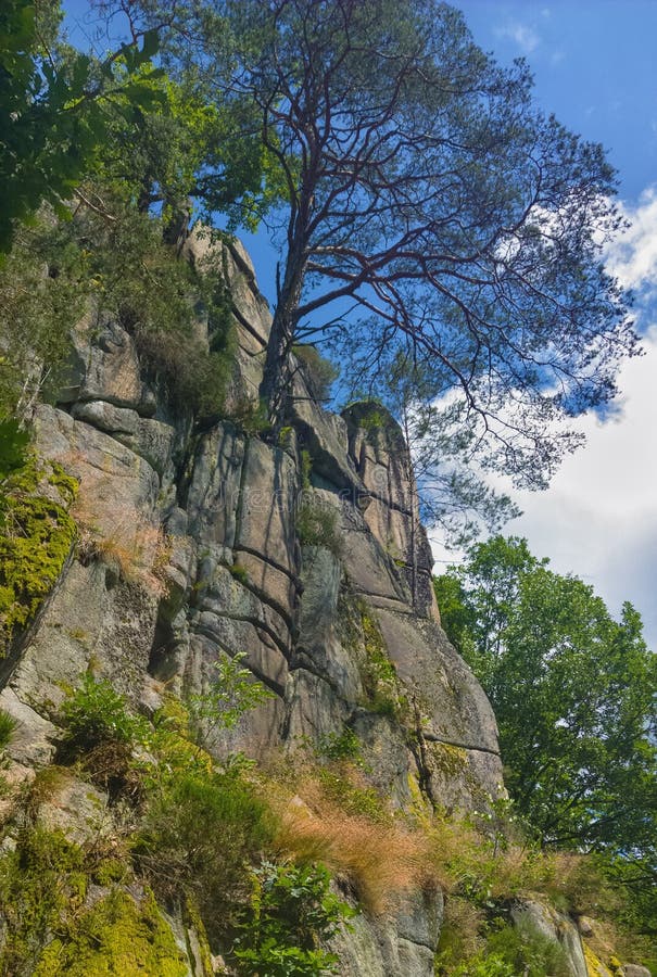 Pine Grows in a Rock, in the Mountains of the Black Forest Stock Photo ...