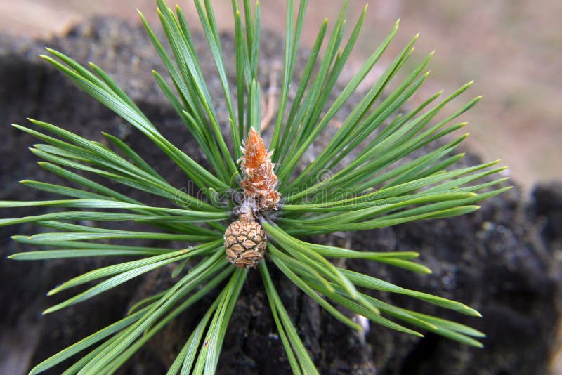 Pine growth stock photo. Image of spring, tree, morning - 69200288