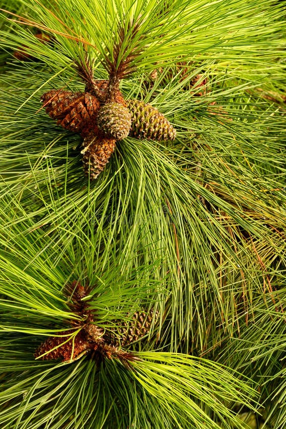 Pine has hair. stock image. Image of park, outside, light - 77743281