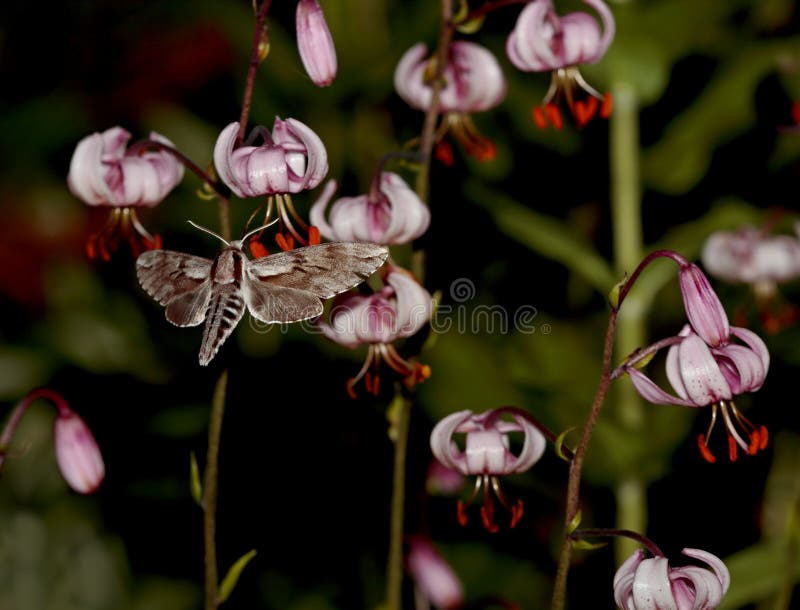 Pine Hawk Moth Flying in a Night Stock Photo - Image of moth, pine ...