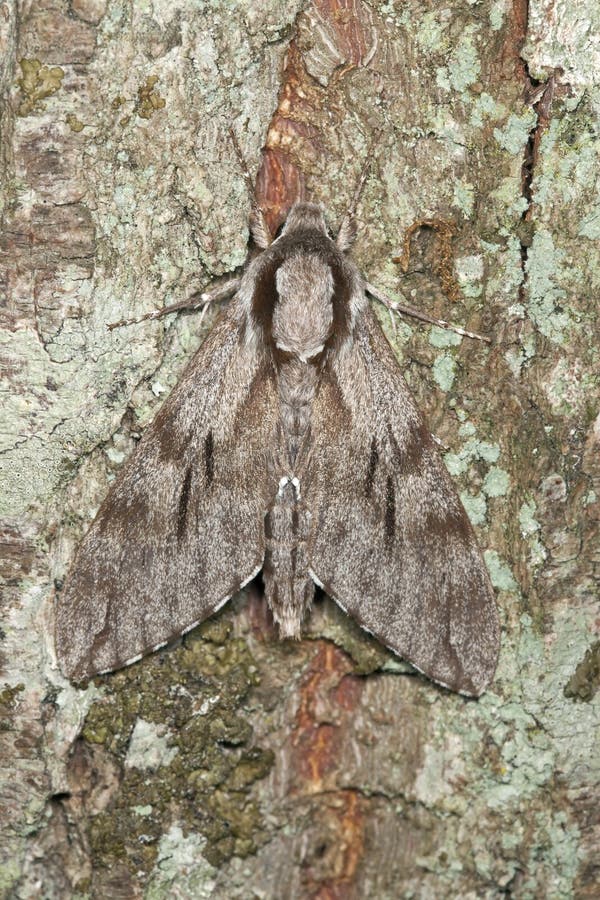 Pine Hawk-moth (Sphinx Pinastri) Stock Photo - Image of antenna, close ...