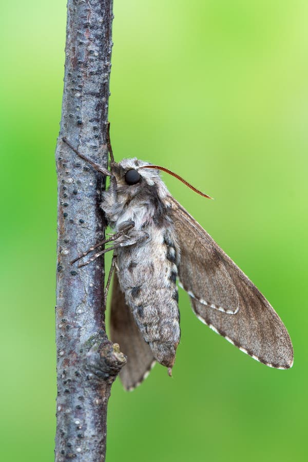 Pine Hawk-moth - Sphinx Pinastri Stock Image - Image of entomology ...