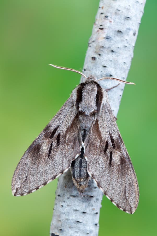 Pine Hawk-moth - Sphinx Pinastri Stock Image - Image of wild, moth ...