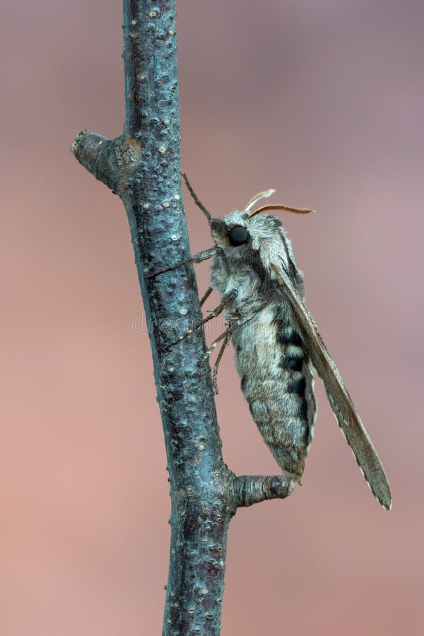 Pine Hawk-moth, Sphinx Pinastri, Two Butterfly Mating on the Green ...