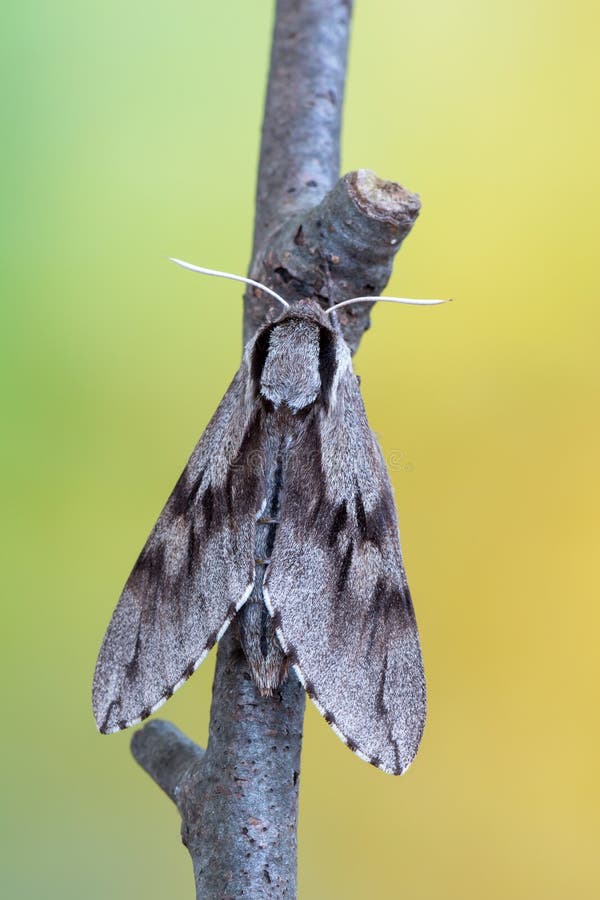 Pine Hawk-moth - Sphinx Pinastri Stock Image - Image of lepidopterans ...