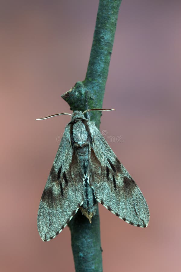 Pine Hawk-moth - Sphinx Pinastri Stock Image - Image of hawk, animal ...