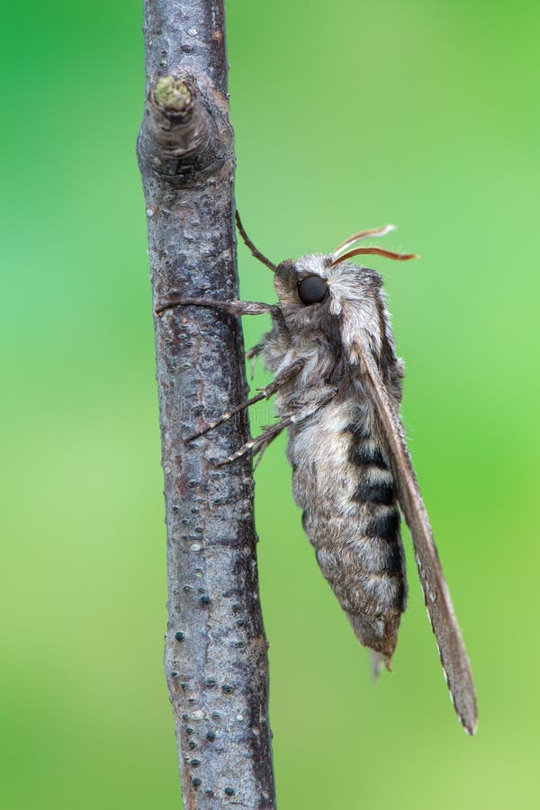 Pine Hawk-moth - Sphinx Pinastri Stock Photo - Image of pine ...