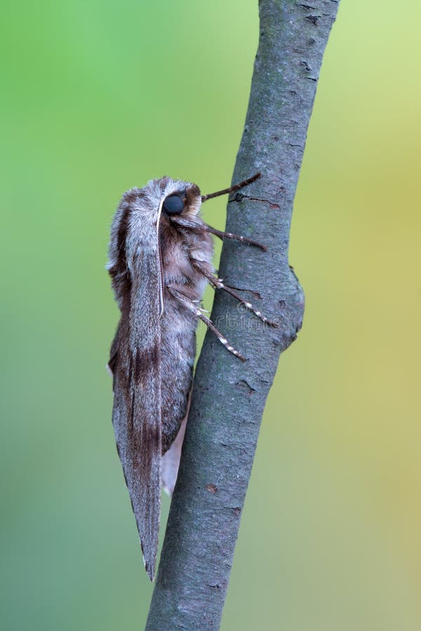 Pine Hawk-moth (Sphinx Pinastri) Stock Image - Image of beautiful ...
