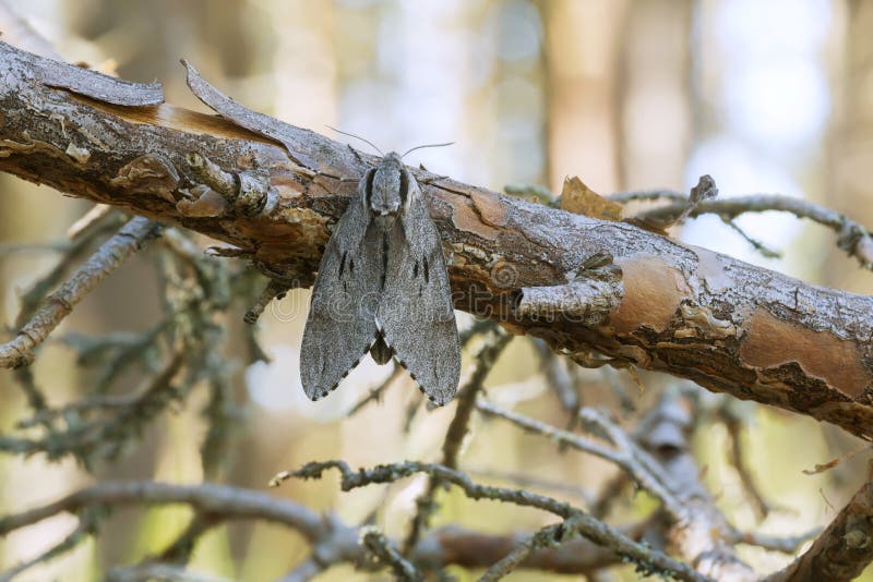 Pine Hawk-moth (Sphinx Pinastri) Stock Photo - Image of antenna, close ...