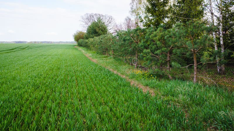 Pine Hedge Along the Garden Edge Stock Image - Image of green, growth ...