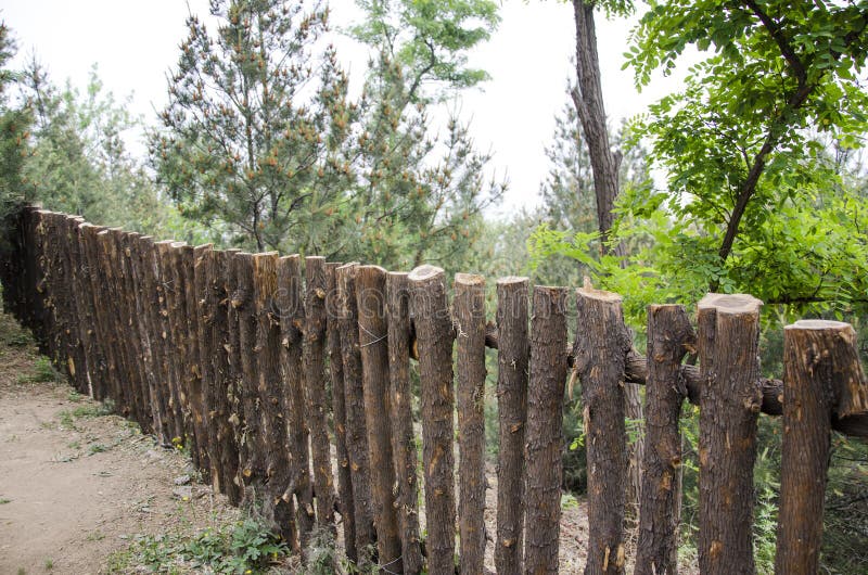 Pine hedge stock photo. Image of fence, railing, mountains - 71292784