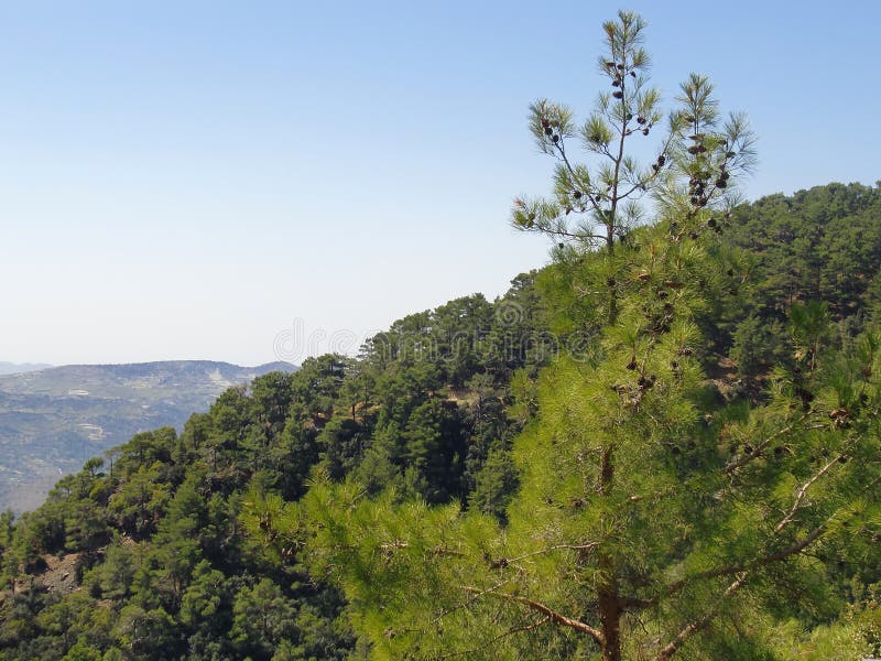 Pine on the hillside stock photo. Image of forest, mountain - 94814210