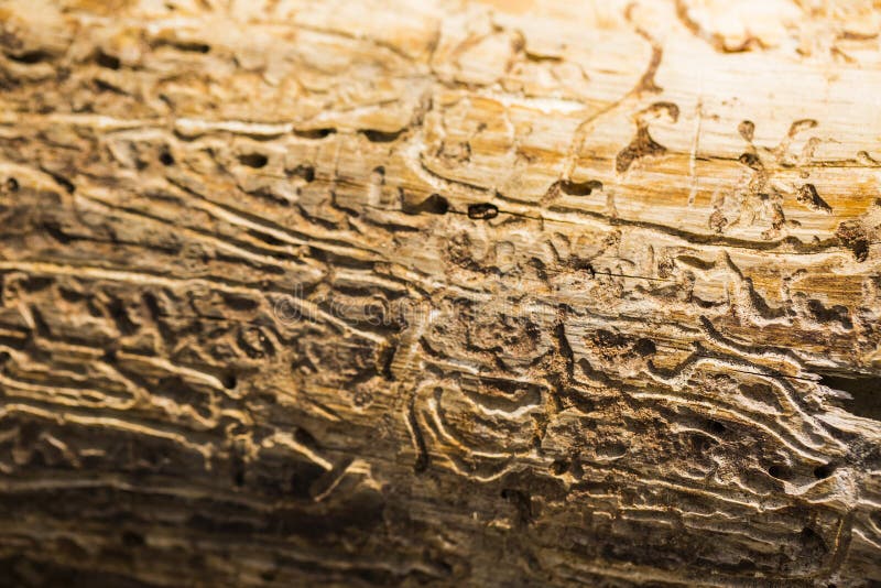 Pine Insect Roads in Capcir, Pyrenees, France Stock Image - Image of ...