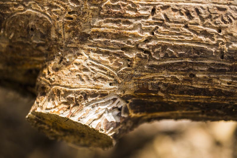 Pine Insect Roads in Capcir, Pyrenees, France Stock Photo - Image of ...