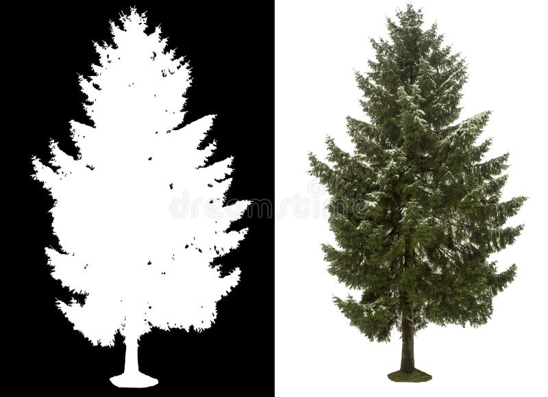 Pine tree isolated stock photo. Image of natural, green - 104283398