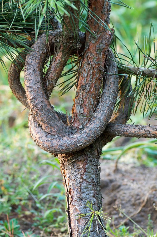 Pine knot stock photo. Image of twig, grow, bend, green - 43203948