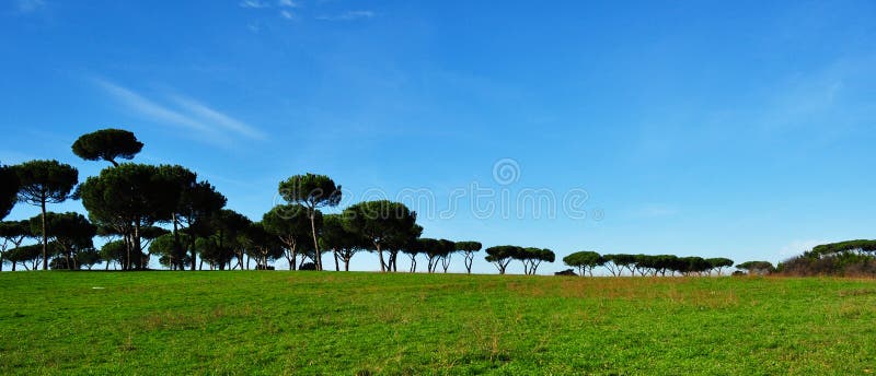 Pine landscape stock image. Image of grass, magic, breed - 17664919